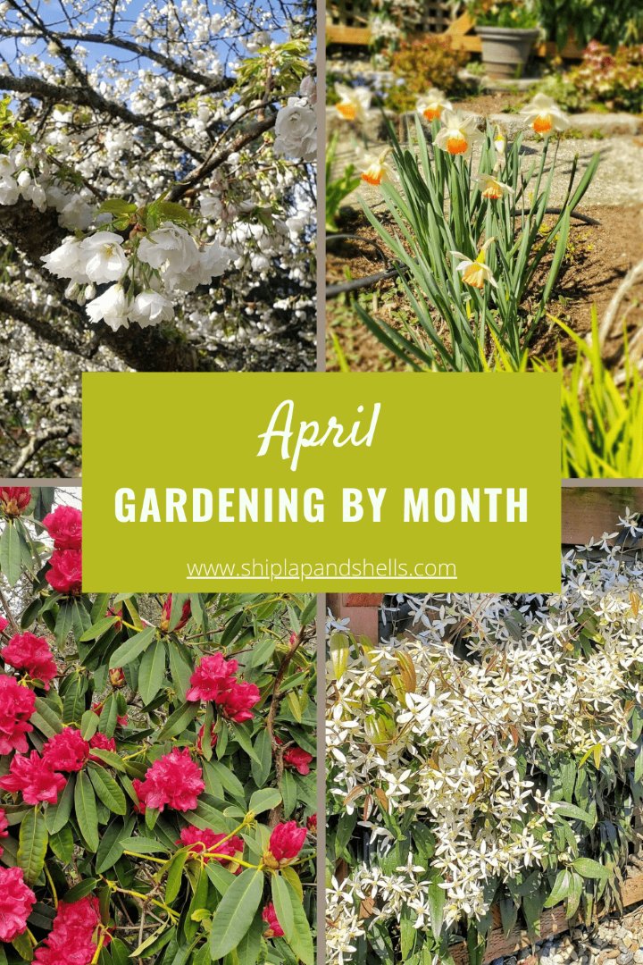 Gardening by Month in the PNW - April - Shiplap and Shells