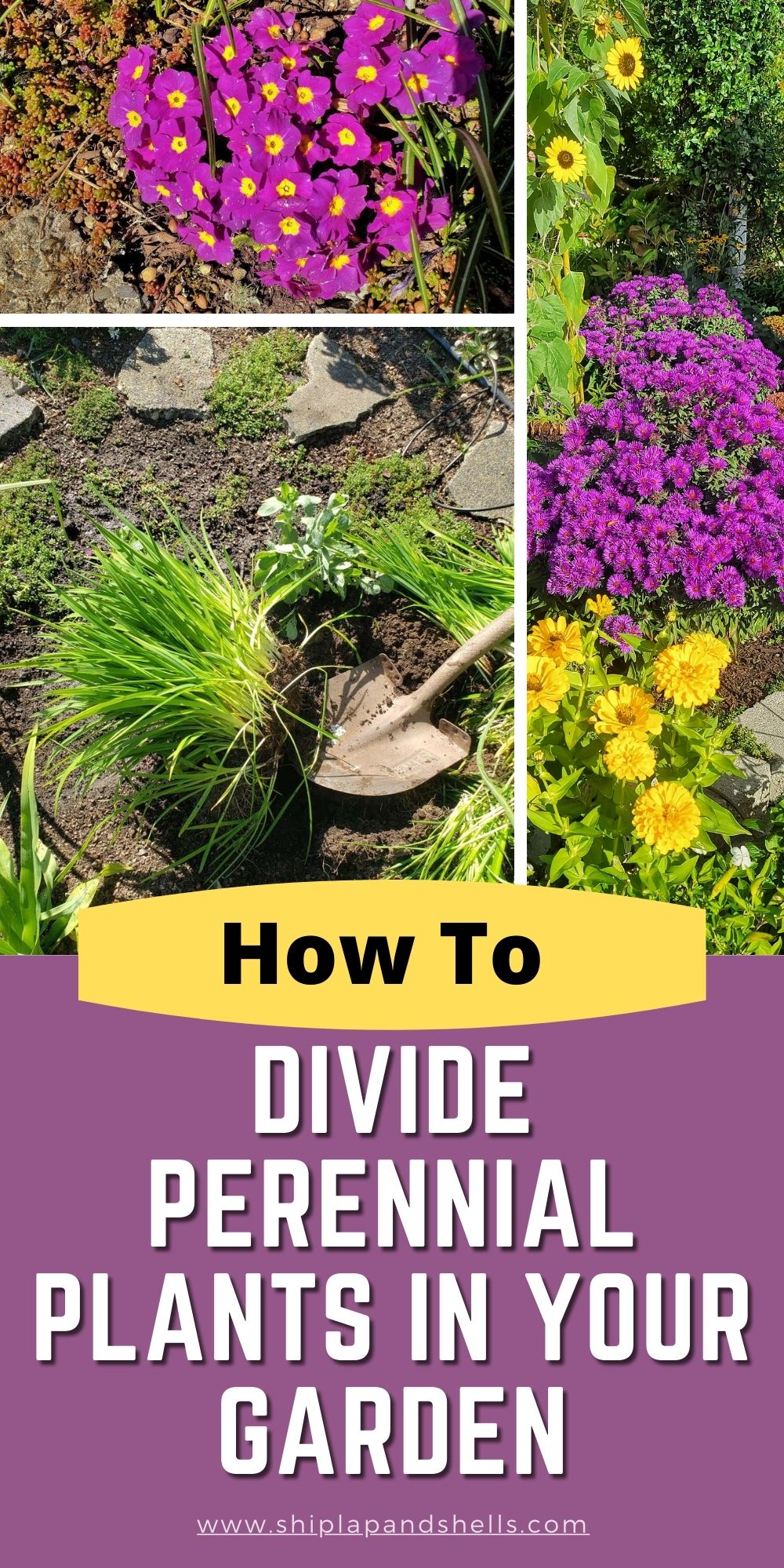 How and When To Divide Perennial Plants and the Benefits - Shiplap and ...