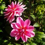 All You've Ever Wanted to Know About Dahlias - Shiplap and Shells