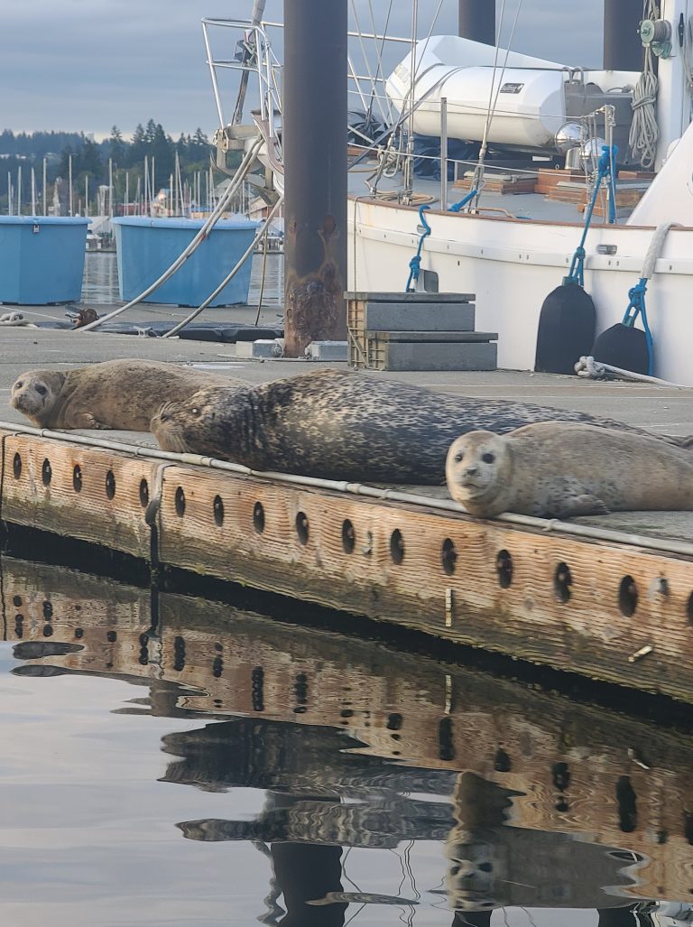 Exploring the Puget Sound by Boat - Shiplap and Shells