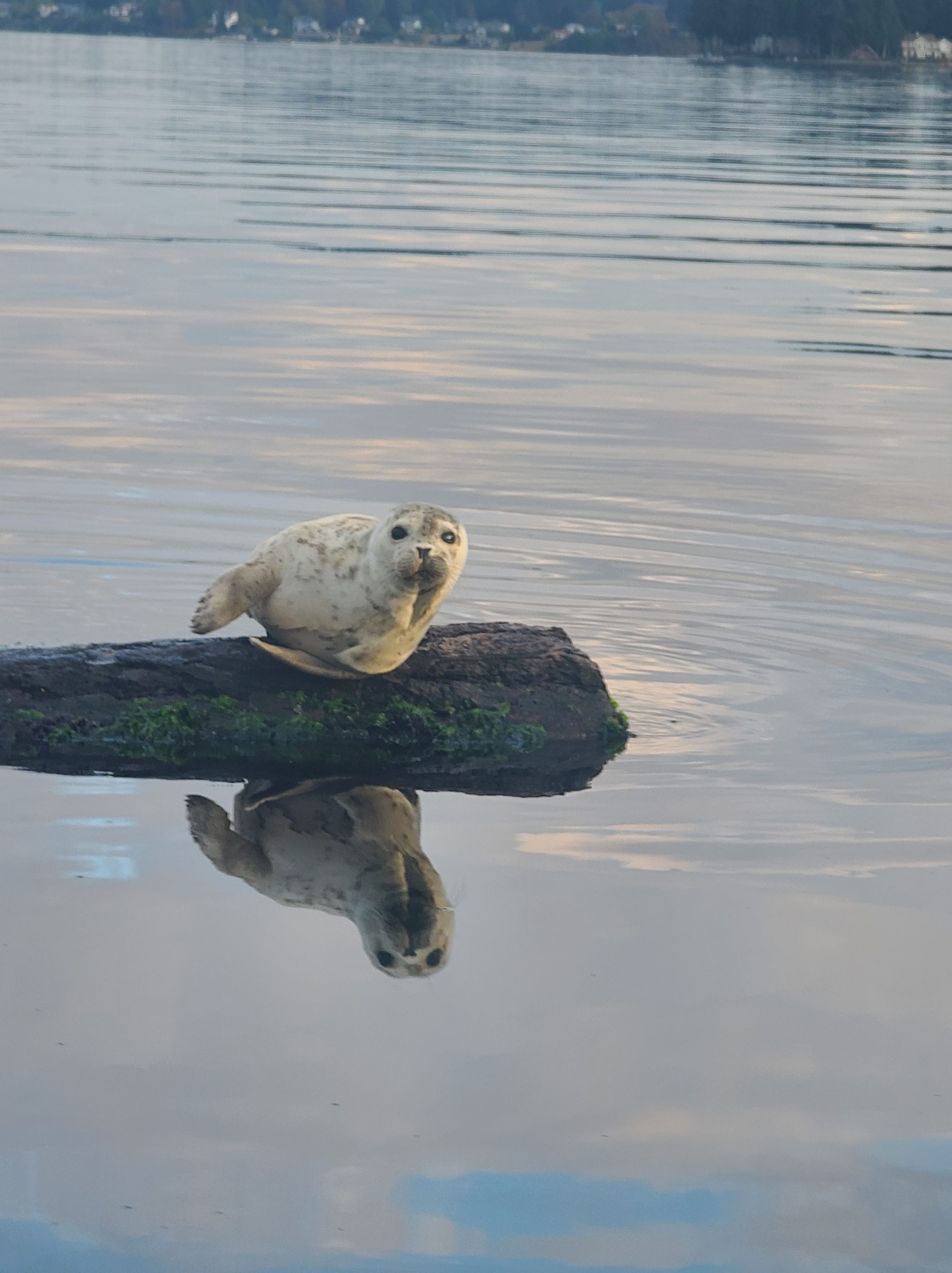 Exploring the Puget Sound by Boat - Shiplap and Shells