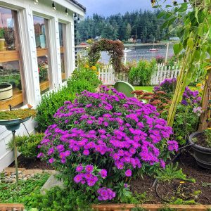 Pacific Northwest Fall Garden Tour - Shiplap and Shells