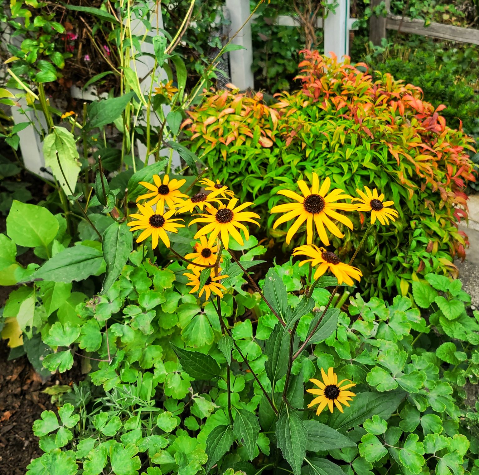 Pacific Northwest Fall Garden Tour - Shiplap and Shells