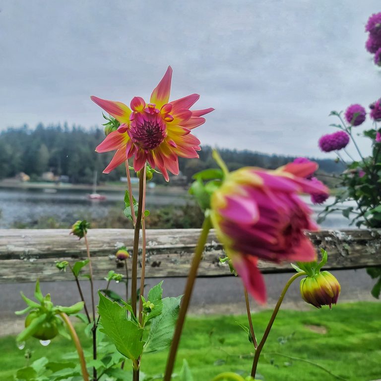 Pacific Northwest Fall Garden Tour - Shiplap and Shells