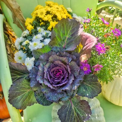 Pacific Northwest Fall Garden Tour - Shiplap and Shells