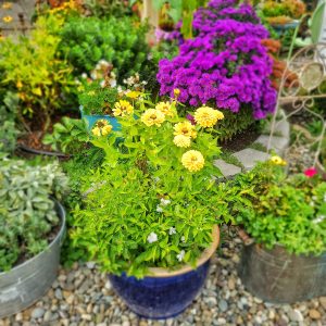 Pacific Northwest Fall Garden Tour - Shiplap and Shells