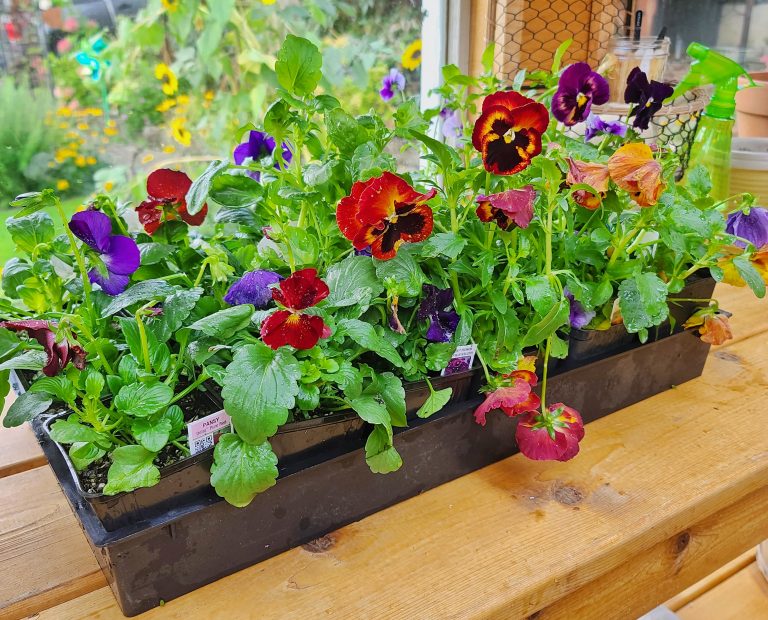 Pacific Northwest Fall Garden Tour - Shiplap and Shells