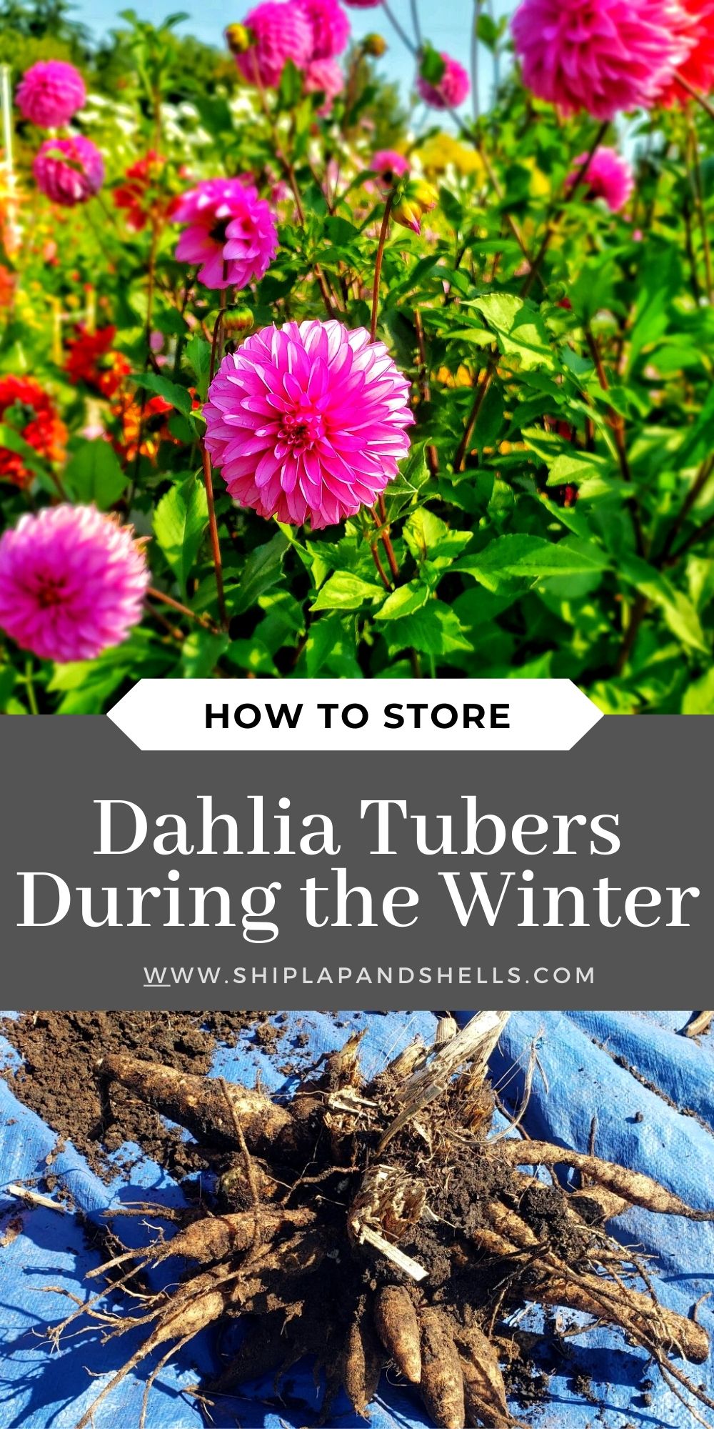 How to Store Dahlia Tubers Over Winter - Shiplap and Shells