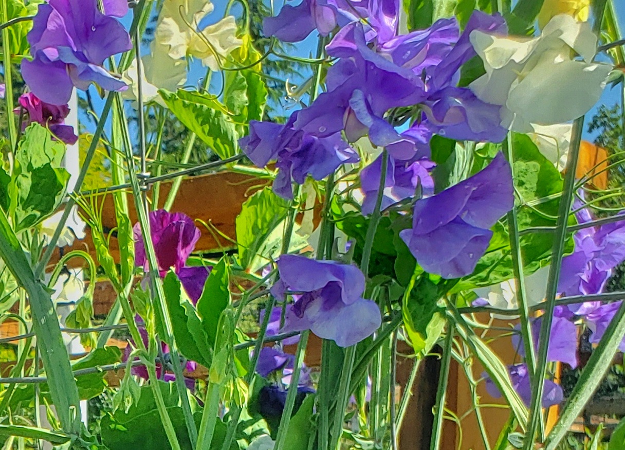How to Grow Sweet Peas From Seed - Shiplap and Shells