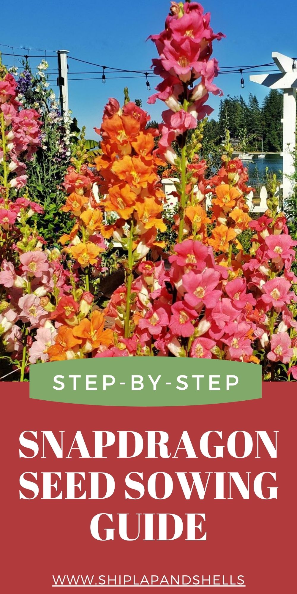 How to Sow Snapdragon Seeds Indoors - Shiplap and Shells