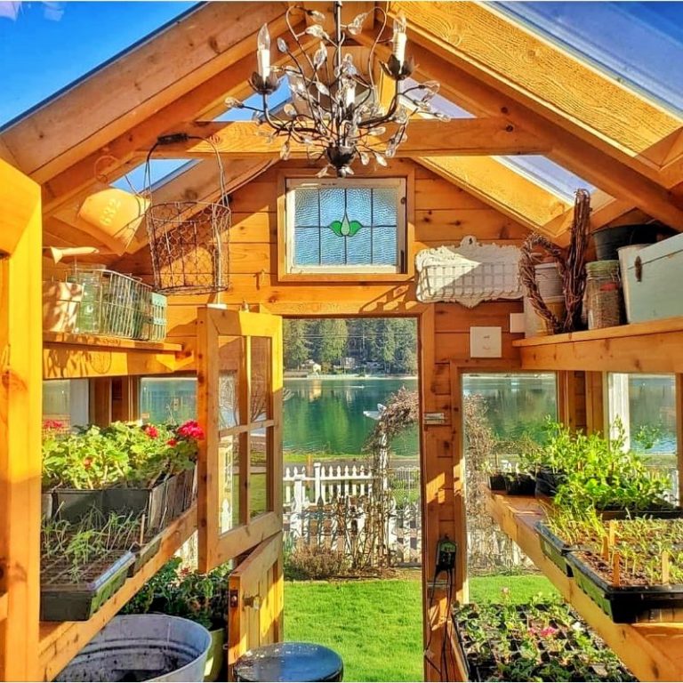 How to Grow Stunning Snapdragons from Seed Indoors - Shiplap and Shells