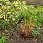Cutting Back Outdoor Evergreen Ferns for the Season - Shiplap and Shells