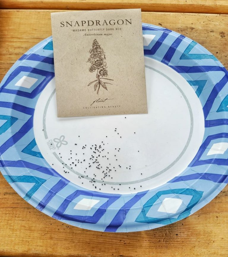 How to Grow Stunning Snapdragons from Seed Indoors - Shiplap and Shells