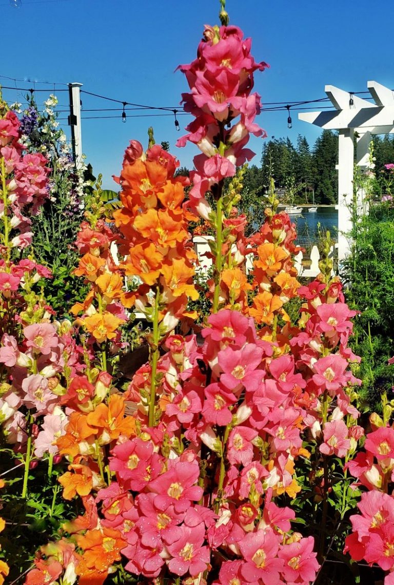 How to Sow Snapdragon Seeds Indoors - Shiplap and Shells