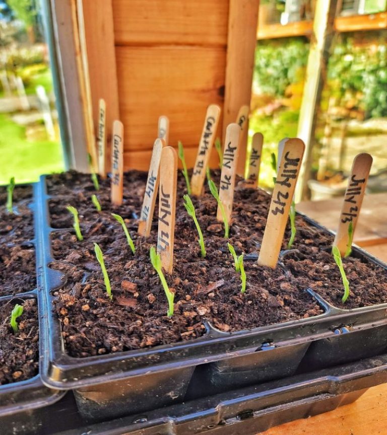 Cut Flower Garden Dos and Don’ts for Beginners - Shiplap and Shells