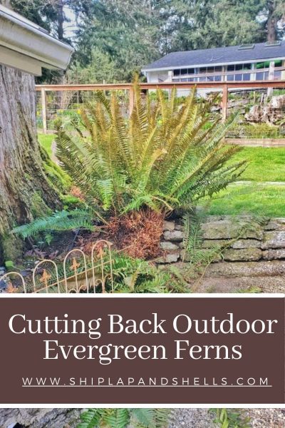 How to Cut Back Outdoor Garden Evergreen Ferns - Shiplap and Shells