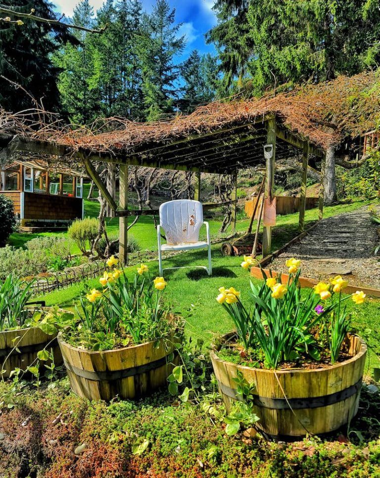 How to Grow and Care for Your Spring Bulb Flowers - Shiplap and Shells