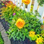 Growing Tulips from Bulbs: Tulip Care and Maintenance 101 - Shiplap and Shells
