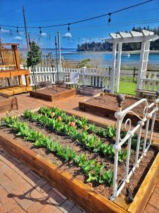 Growing Tulips from Bulbs: Tulip Care and Maintenance 101 - Shiplap and Shells