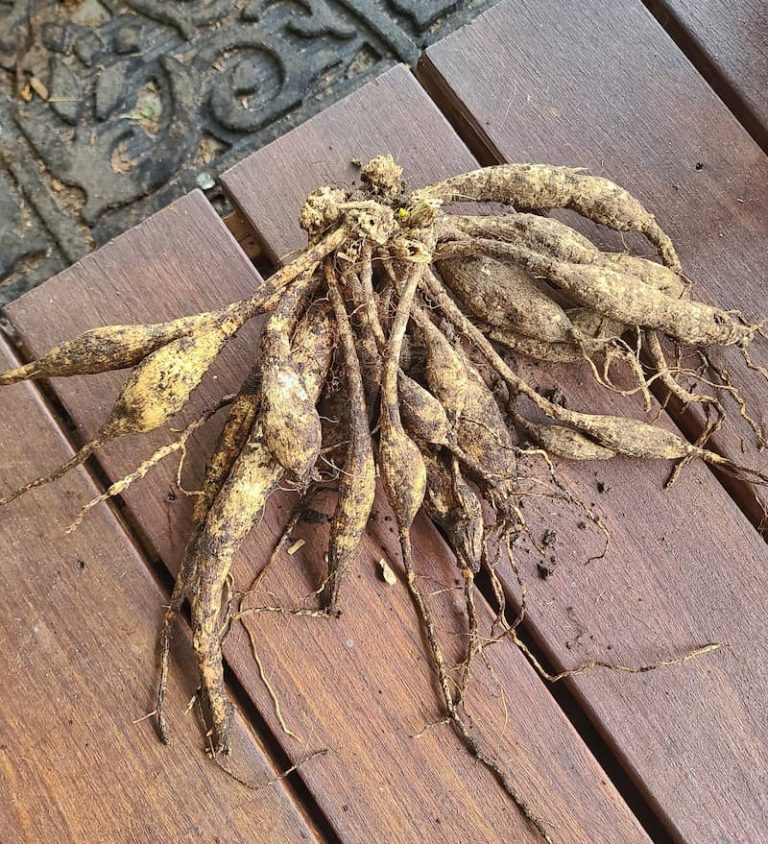 Dahlia Planting Guide for Beginners - Shiplap and Shells