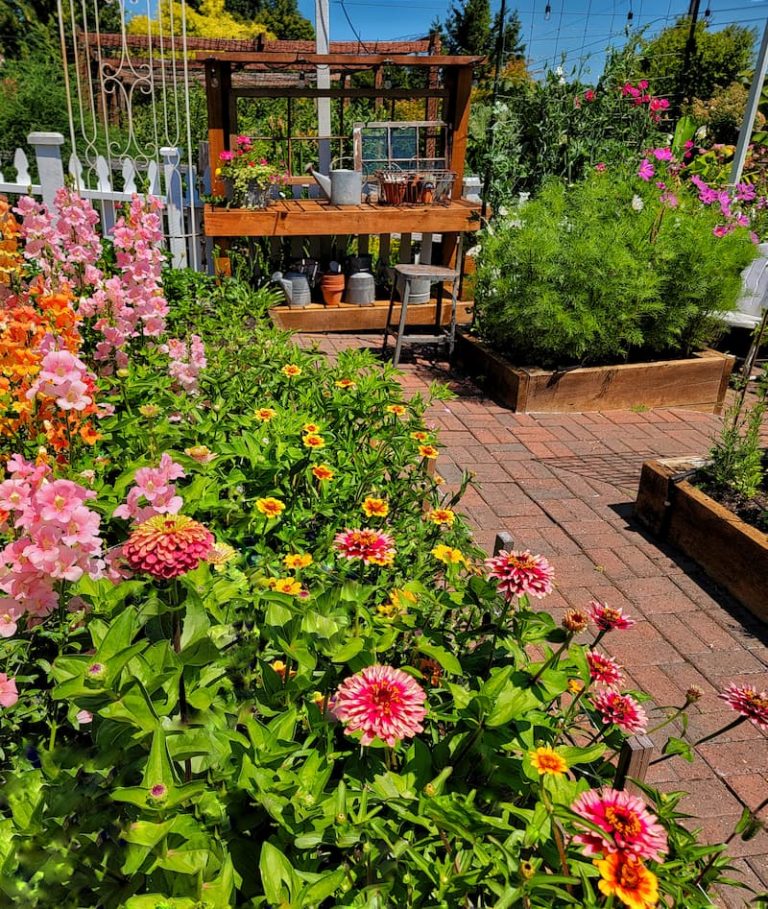 How to Grow Beautiful Zinnias Indoors From Seed - Shiplap and Shells