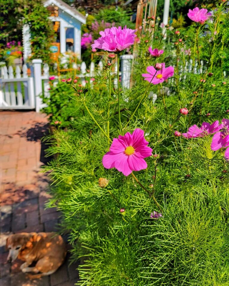 How to Grow Cosmos For Your Cut Flower Garden From Seed Indoors ...