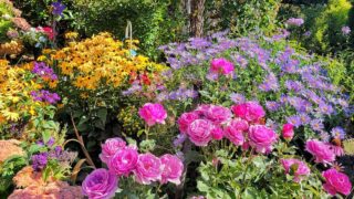 4 Easy Options for Overwintering Your Geraniums - Shiplap and Shells