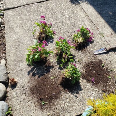 Dividing Perennials: Your Garden Guide to How, When, and Why - Shiplap ...