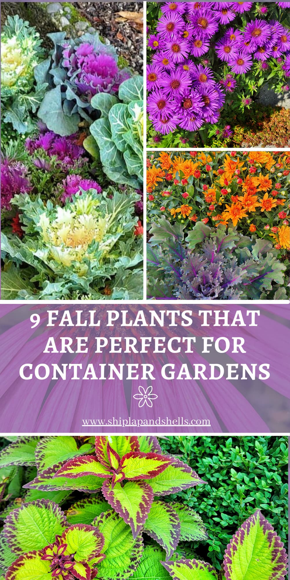 9 Fall Plants That are Perfect For Container Gardens - Shiplap and Shells