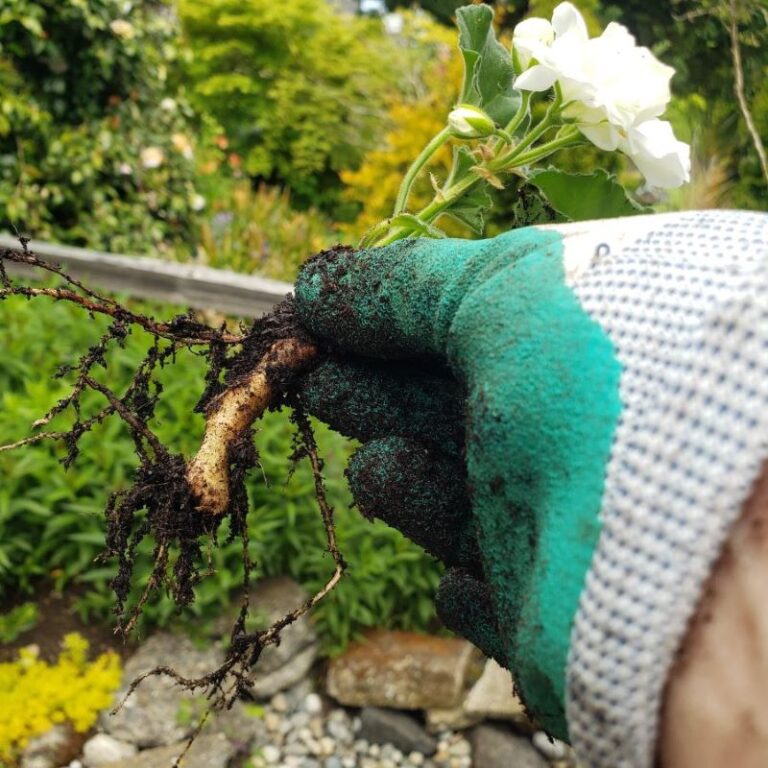 How to Easily Start Geraniums from Cuttings - Shiplap and Shells