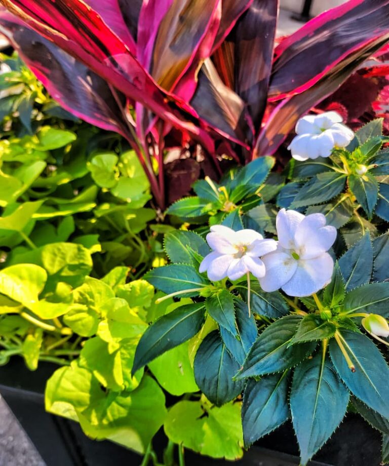 12 Best Plants for Fall Planters and Container Gardens - Shiplap and Shells