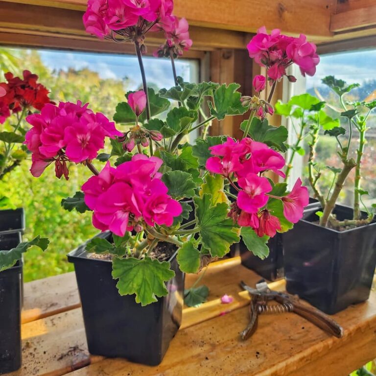 How to Easily Start New Geranium Plants from Stem Cuttings - Shiplap ...