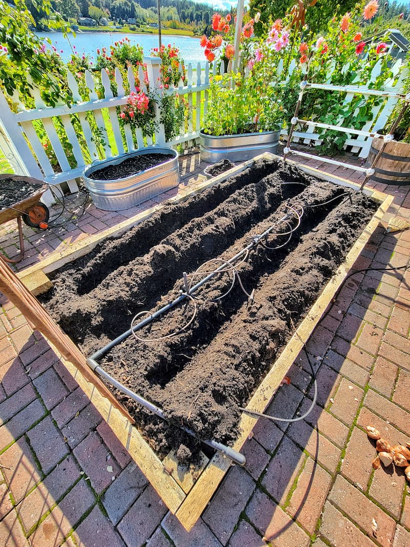 Growing Tulips from Bulbs: Tulip Care and Maintenance 101 - Shiplap and Shells