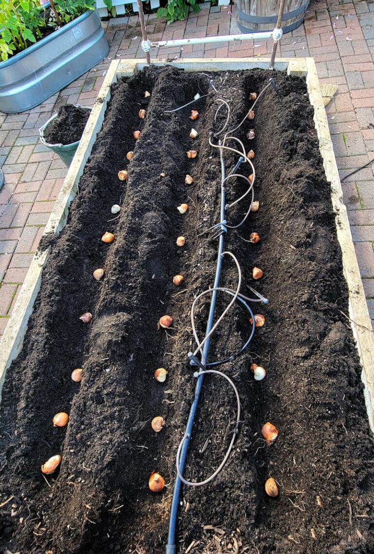 How to Grow and Care for Your Spring Bulb Flowers - Shiplap and Shells