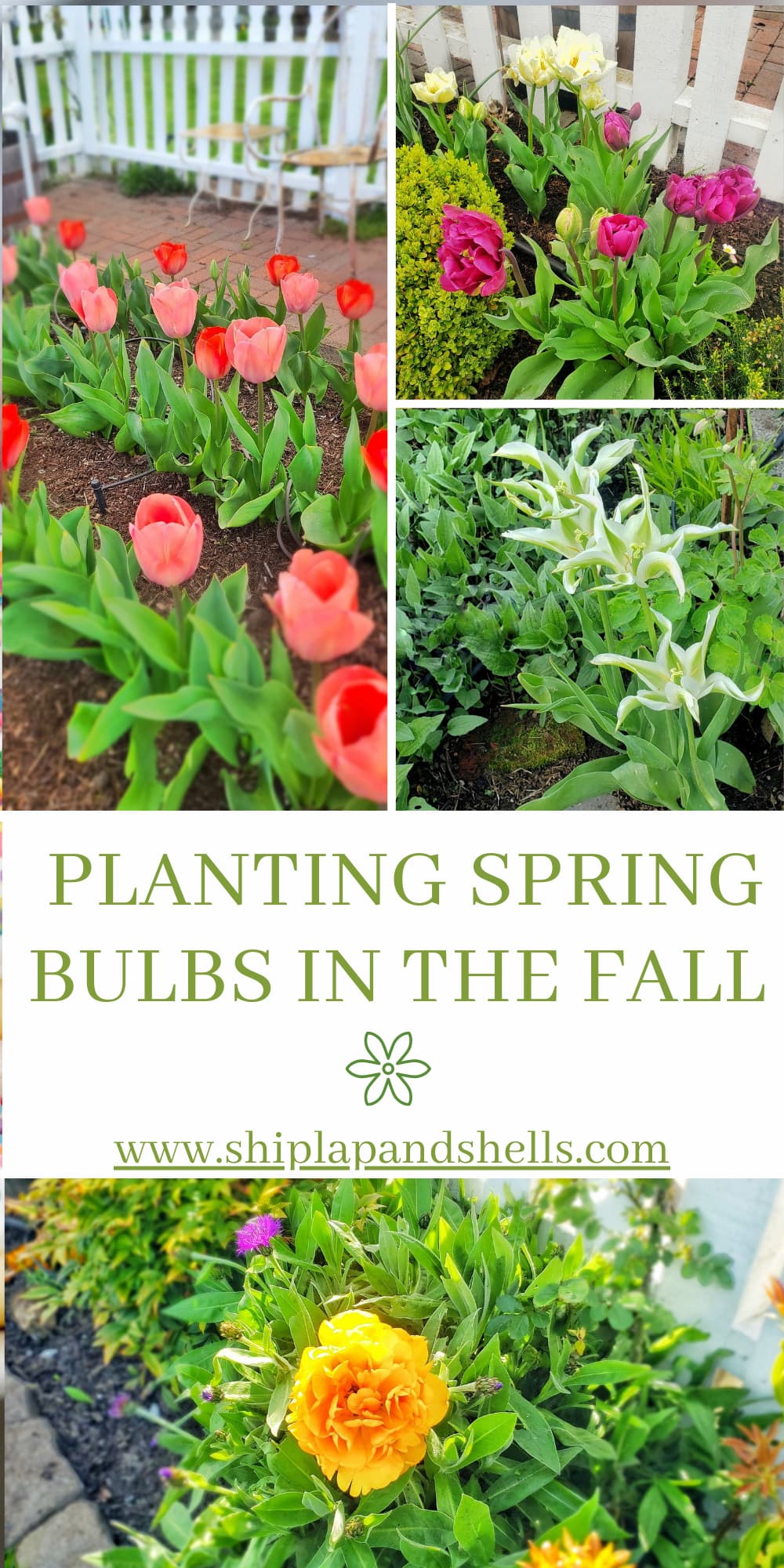 10 Tips and Tricks for Planting Stunning Spring-Blooming Bulbs in the ...