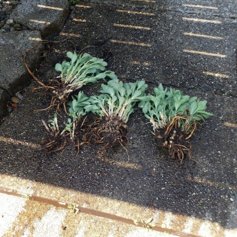 Dividing Perennials: Your Garden Guide to How, When, and Why - Shiplap ...