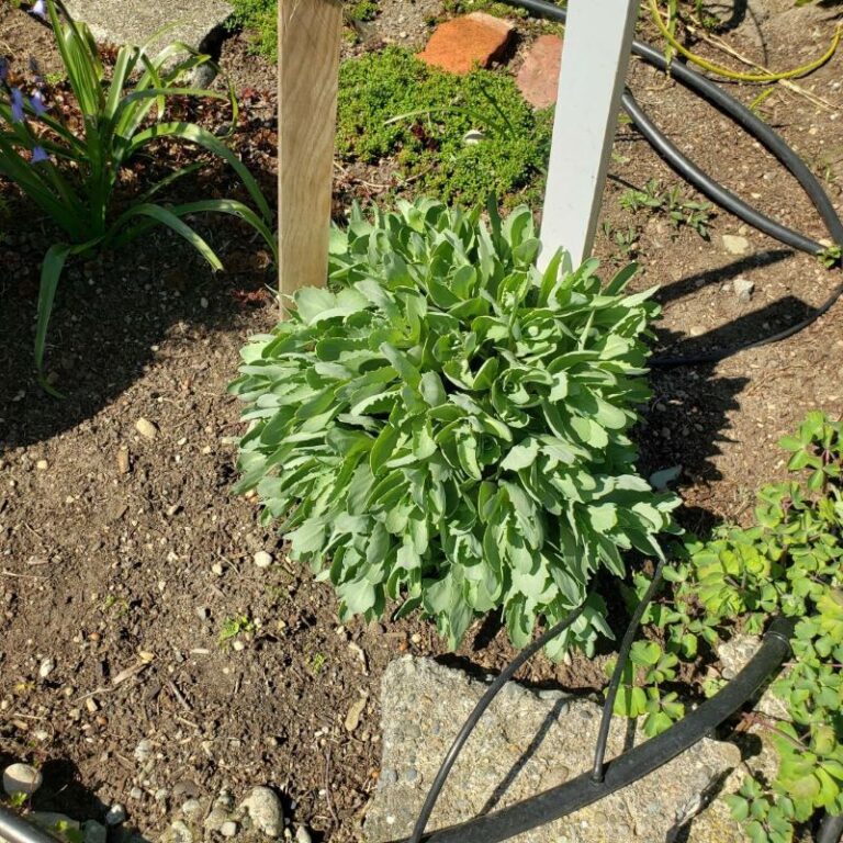 How and When To Divide Perennial Plants and the Benefits - Shiplap and ...