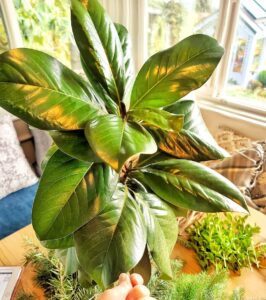 How to Make a Fresh Magnolia Mixed Branch Wreath - Shiplap and Shells