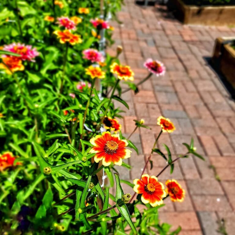 15 Deer Resistant Plants for the Garden - Shiplap and Shells