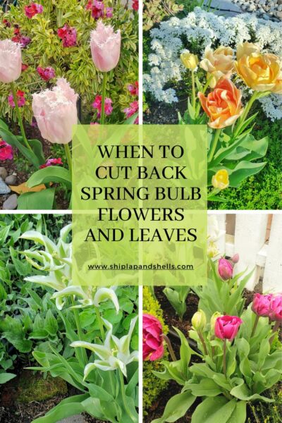 The Perfect Time to Cut Back Spring Bulb Flowers and Foliage - Shiplap ...