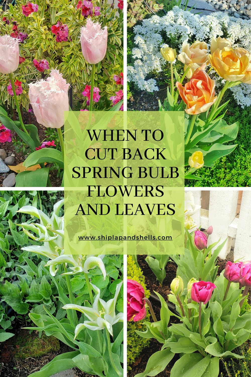 The Perfect Time to Cut Back Spring Bulb Flowers and Foliage - Shiplap ...
