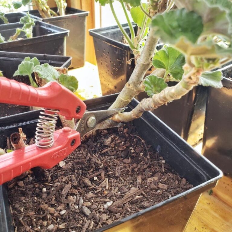How to Easily Start New Geranium Plants from Stem Cuttings - Shiplap ...