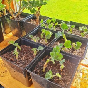 How to Easily Start New Geranium Plants from Stem Cuttings - Shiplap ...