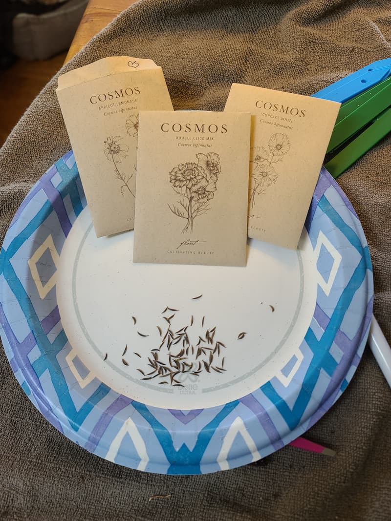 How Long Old Seeds Last: Flower Seed Viability Chart - Shiplap and Shells