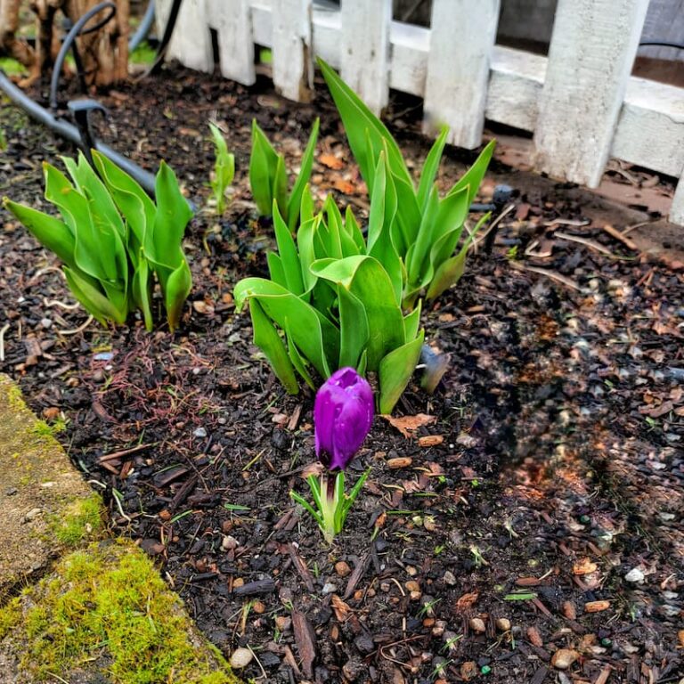 How to Grow and Care for Your Spring Bulb Flowers - Shiplap and Shells