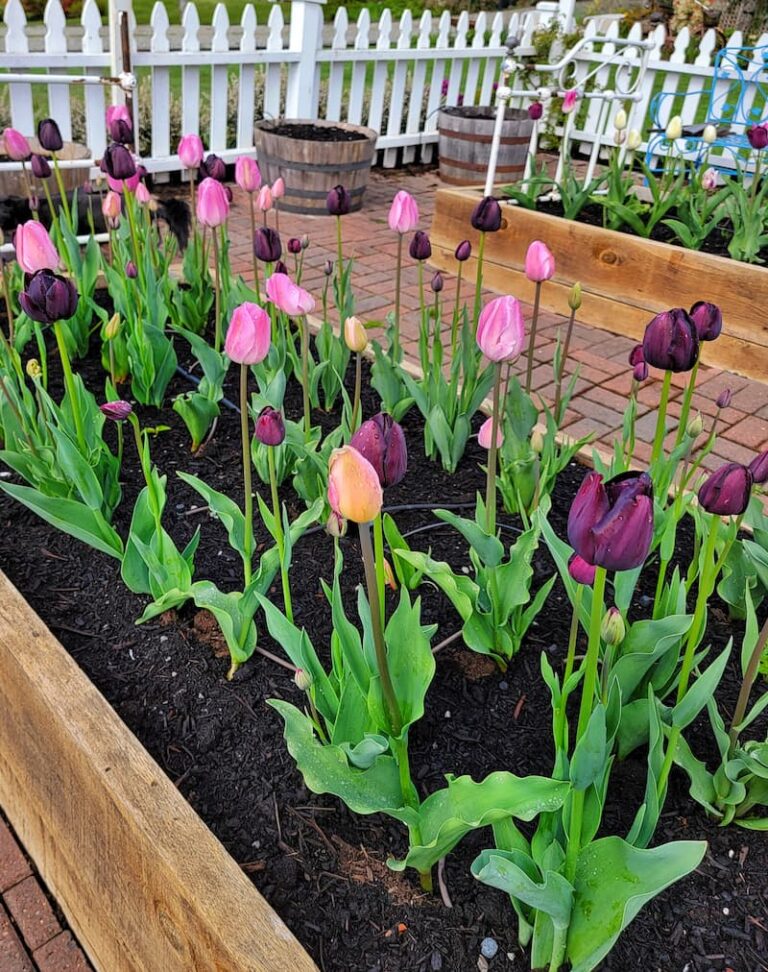 Growing Tulips from Bulbs: Tulip Care and Maintenance 101 - Shiplap and Shells
