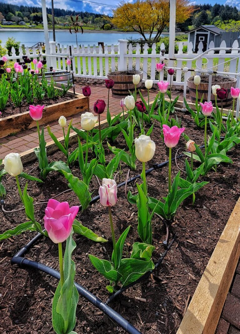 Growing Tulips from Bulbs: Tulip Care and Maintenance 101 - Shiplap and Shells