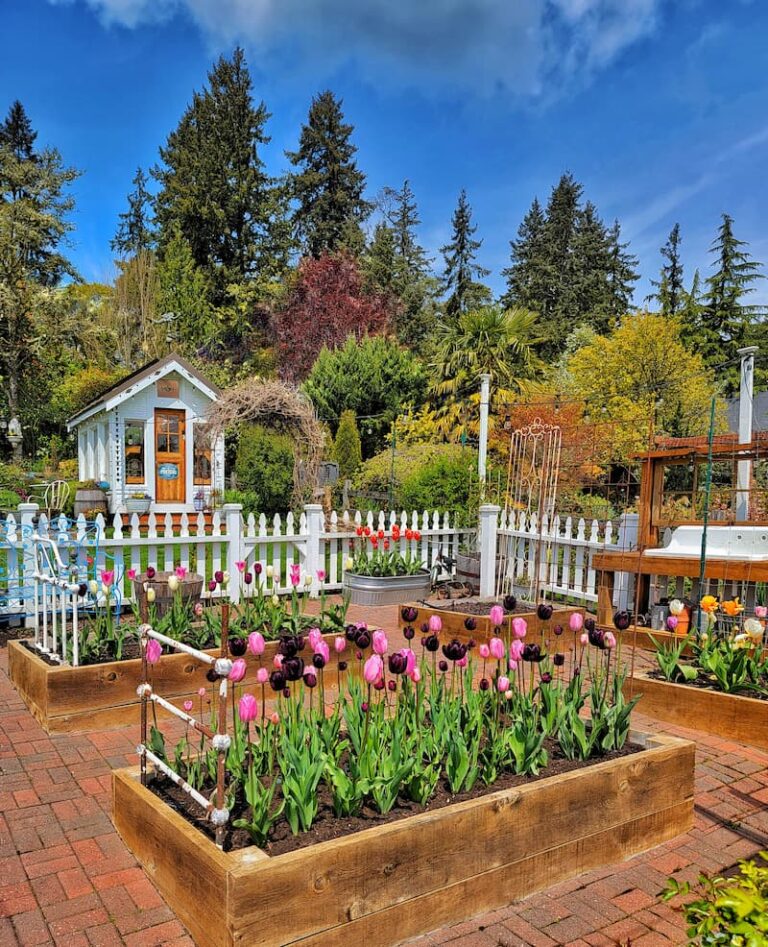 Growing Tulips from Bulbs: Tulip Care and Maintenance 101 - Shiplap and Shells