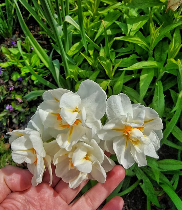 How to Grow and Care for Your Spring Bulb Flowers - Shiplap and Shells