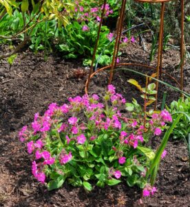 Mid-Spring PNW Cottage and Cut Flower Garden Tour For May - Shiplap and ...